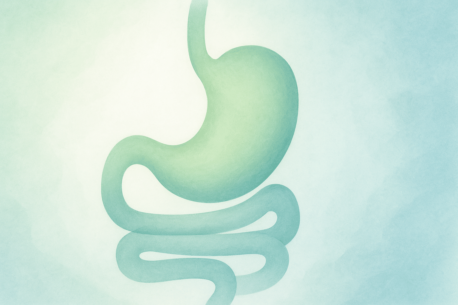 Wat is Stofwisseling en Hoe Werkt Het? - Body Mind Balans